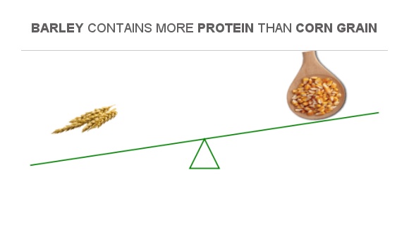 Compare Protein in Barley to Protein in Corn grain