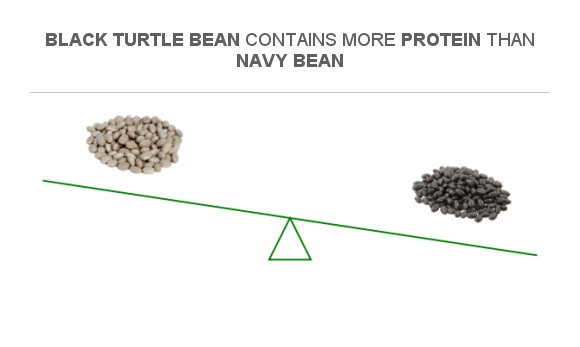 Compare Protein in Navy beans to Protein in Black turtle bean