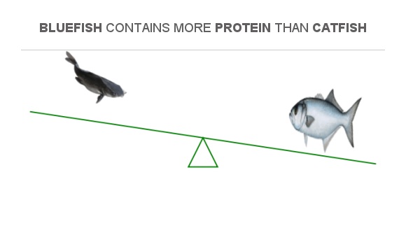 Compare Protein in Catfish to Protein in Bluefish