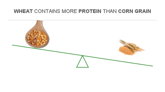 Compare Protein in Corn grain to Protein in Wheat