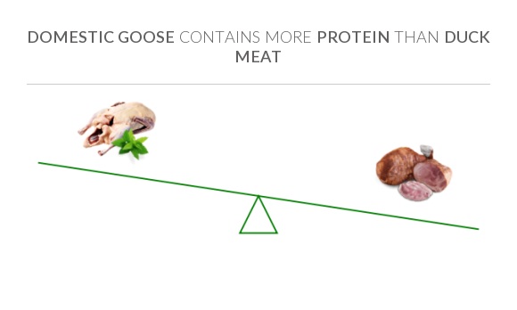 Compare Protein in Duck meat to Protein in Domestic goose
