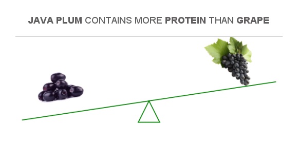 Compare Protein in Java plum to Protein in Grape