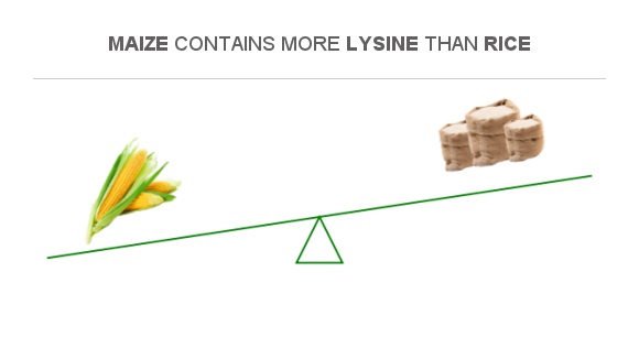 Compare Lysine in Corn to Lysine in Rice