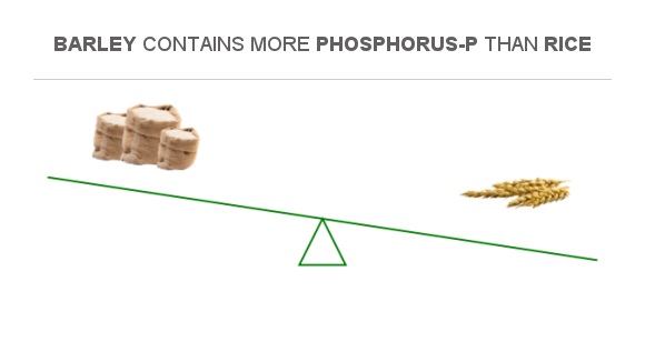 Compare Phosphorus in Rice to Phosphorus in Barley