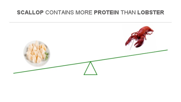 Compare Protein in Scallops to Protein in Lobster