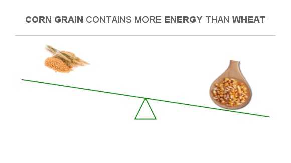Compare Calories in Wheat to Calories in Corn grain Compare Calories in Wheat to Calories in Corn grain