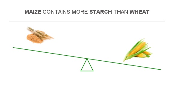 Compare Starch in Wheat to Starch in Corn