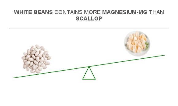 Compare Magnesium in White beans to Magnesium in Scallop