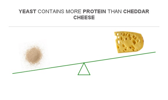 Compare Protein in Yeast to Protein in Cheese